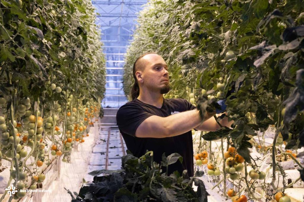 Iceland's Unique Friðheimar Greenhouse - BusTravel Iceland