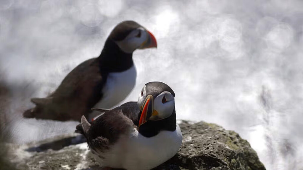 A Guide to Reykjavik's Old Harbor - BusTravel Iceland