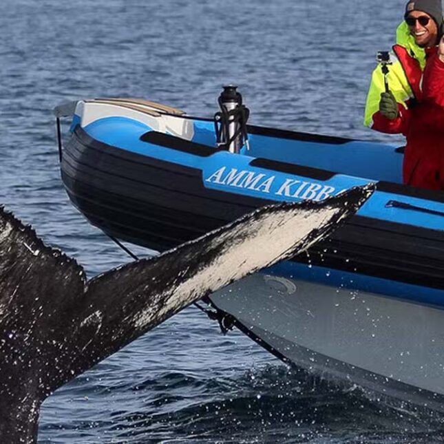 Whale & Puffin Watching RIB Safari Tour from Husavik - BusTravel Iceland