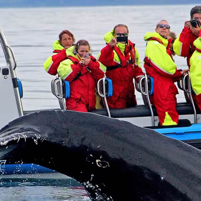 Whale & Puffin Watching RIB Safari Tour from Husavik - BusTravel Iceland