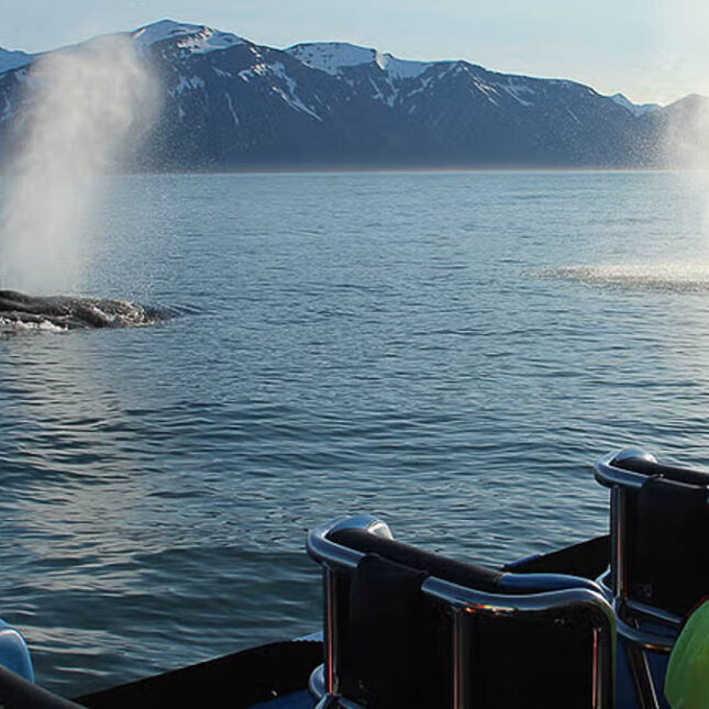Whale & Puffin Watching RIB Safari Tour from Husavik - BusTravel Iceland