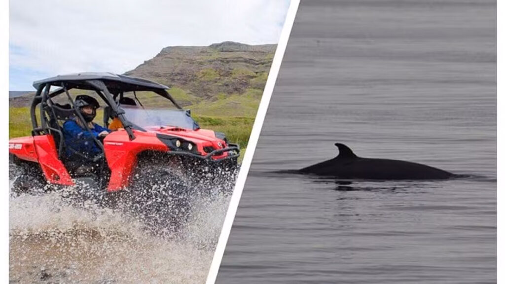 Whale Watching & Buggy Tour from Reykjavik - BusTravel Iceland