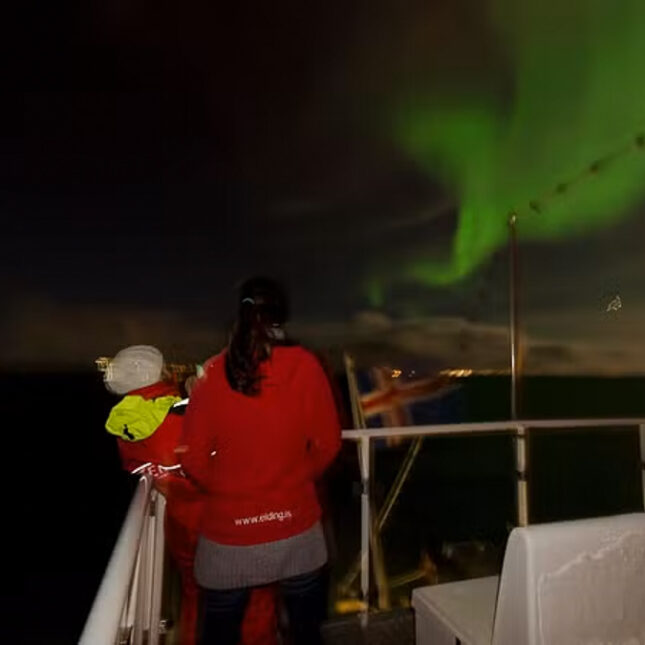 Whale Watching & Northern Lights tour from Reykjavik - BusTravel Iceland