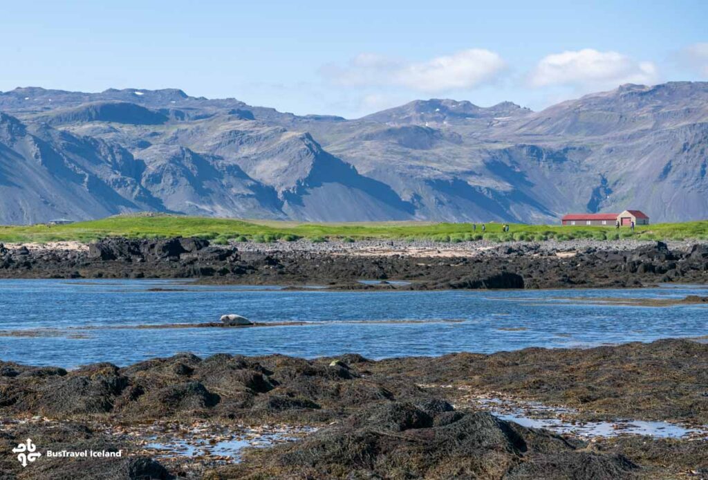 Ytri-Tunga Black Sand Beach in Snaefellsnes - BusTravel Iceland