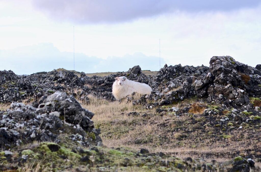 A Guide to Grindavik, Reykjanes' Scenic Town - BusTravel Iceland