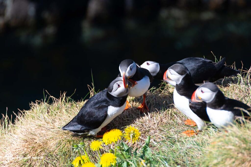 Iceland Whale Watching Tours and Puffin Watching Tours - BusTravel Iceland