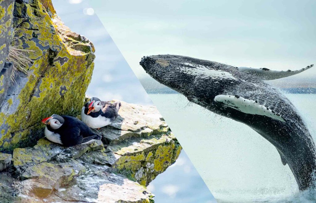 Iceland Whale Watching Tours and Puffin Watching Tours - BusTravel Iceland