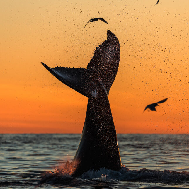 Classic Whale Watching Tour from Húsavík, North Iceland - BusTravel Iceland