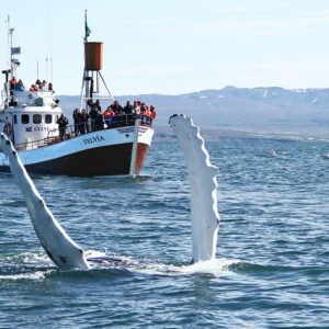 Classic Whale Watching Tour from Húsavík, North Iceland - BusTravel Iceland