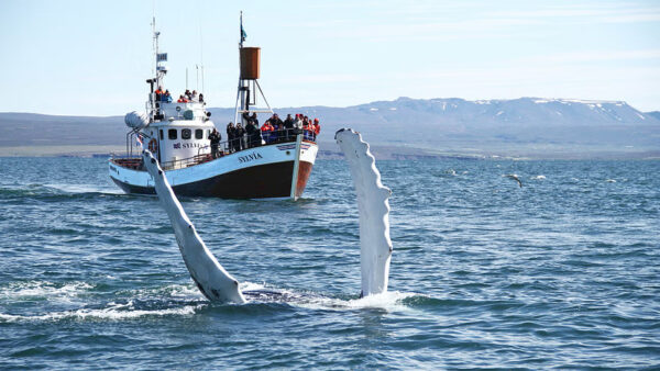 Classic Whale Watching Tour from Húsavík, North Iceland - BusTravel Iceland