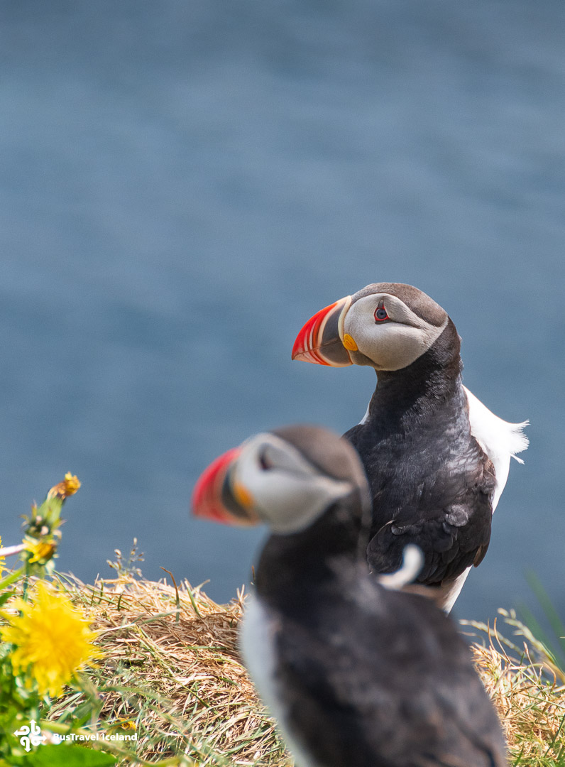Puffin Tour from Seydisfjordur w/ Gufufoss Waterfall - BusTravel Iceland